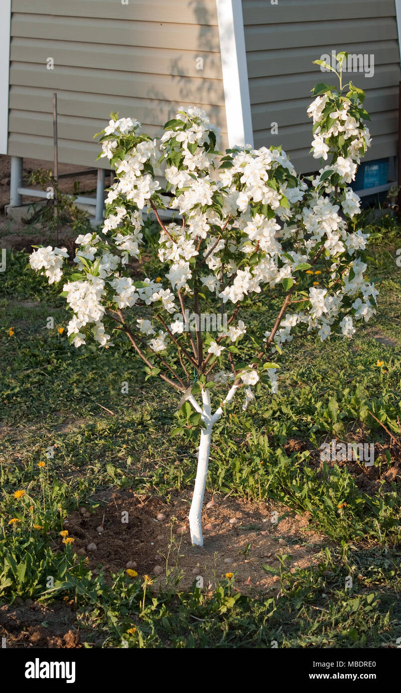 Plentiful flowering of a dwarfish apple-tree in an amateur garden Stock ...