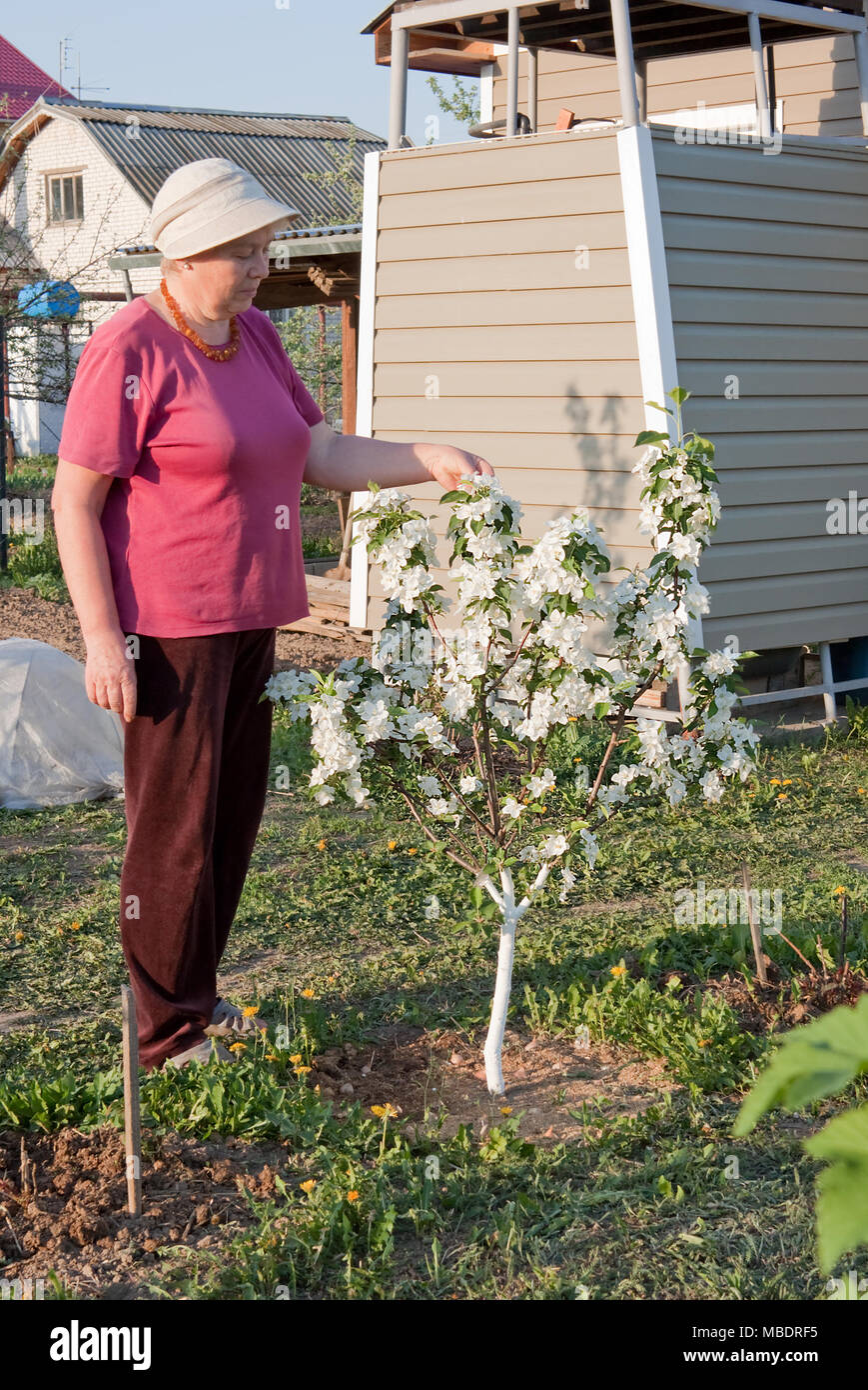 Plentiful flowering of a dwarfish apple-tree in an amateur garden Stock ...