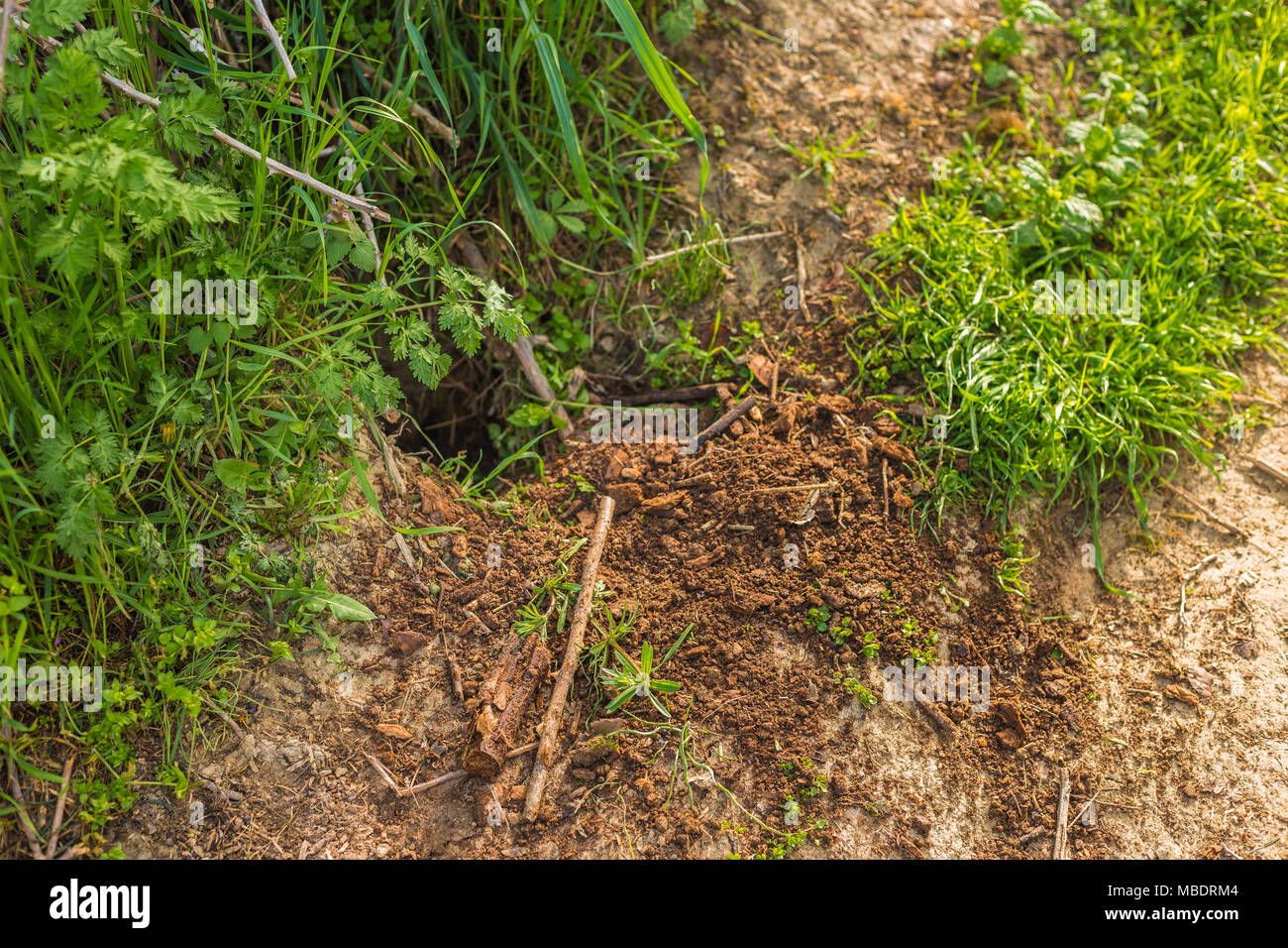 Deep burrow hi-res stock photography and images - Alamy