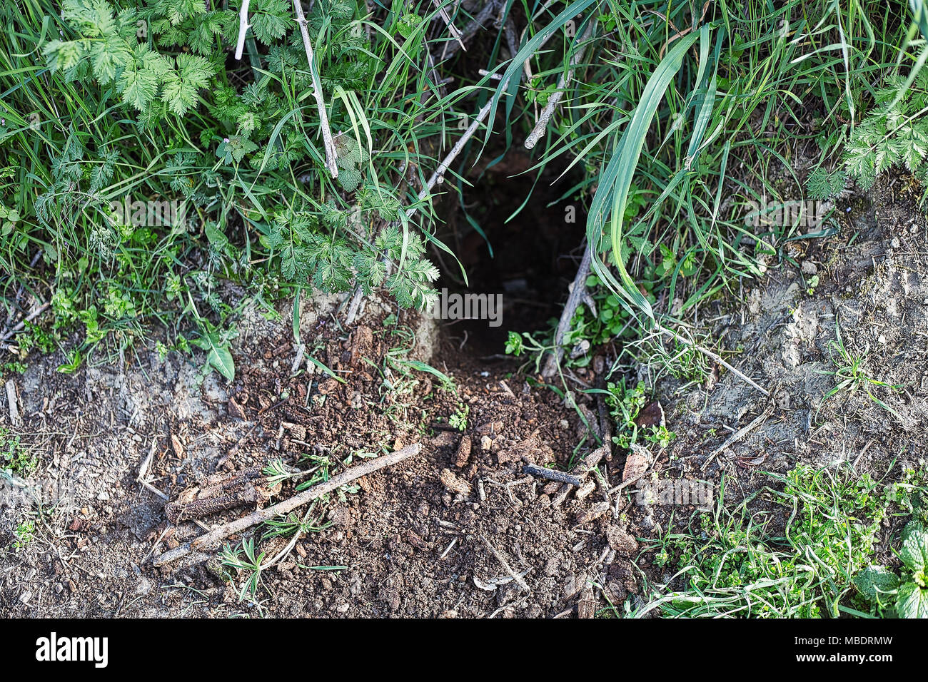 Burrow dug into the ground by wild animal Stock Photo - Alamy