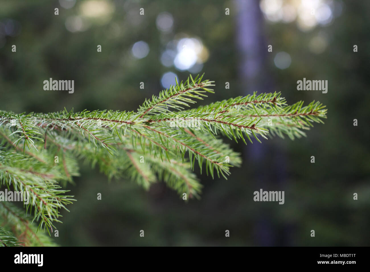 Fir Spines High Resolution Stock Photography and Images - Alamy