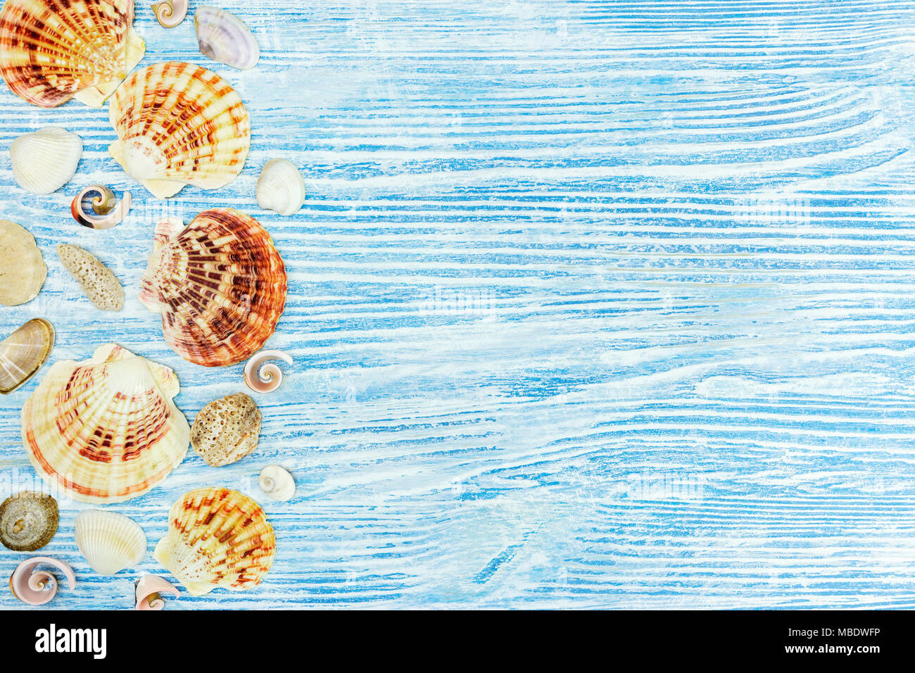various seashells on painted blue wooden boards. summer vacation ...