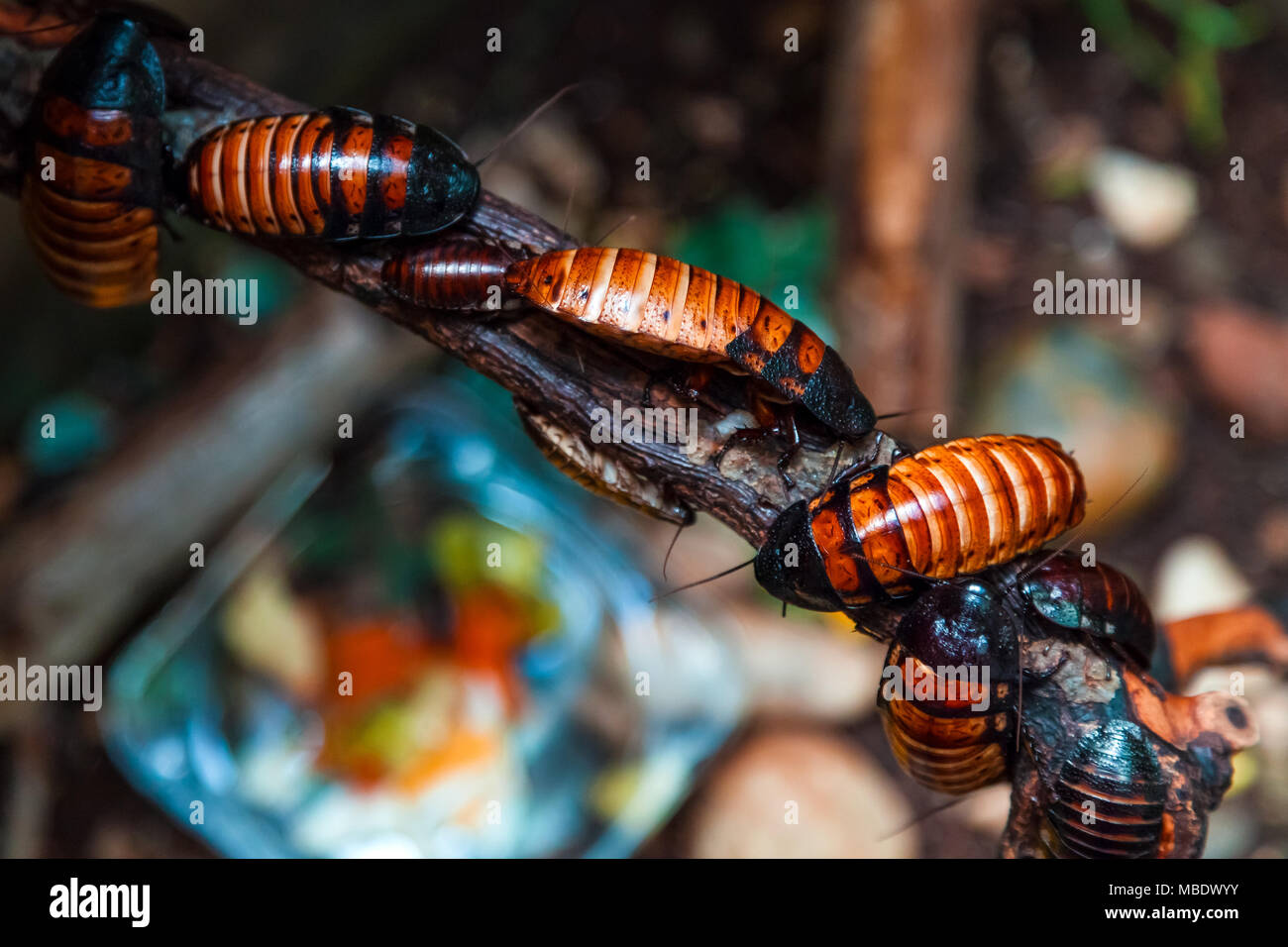 Giant cockroaches hi-res stock photography and images - Alamy