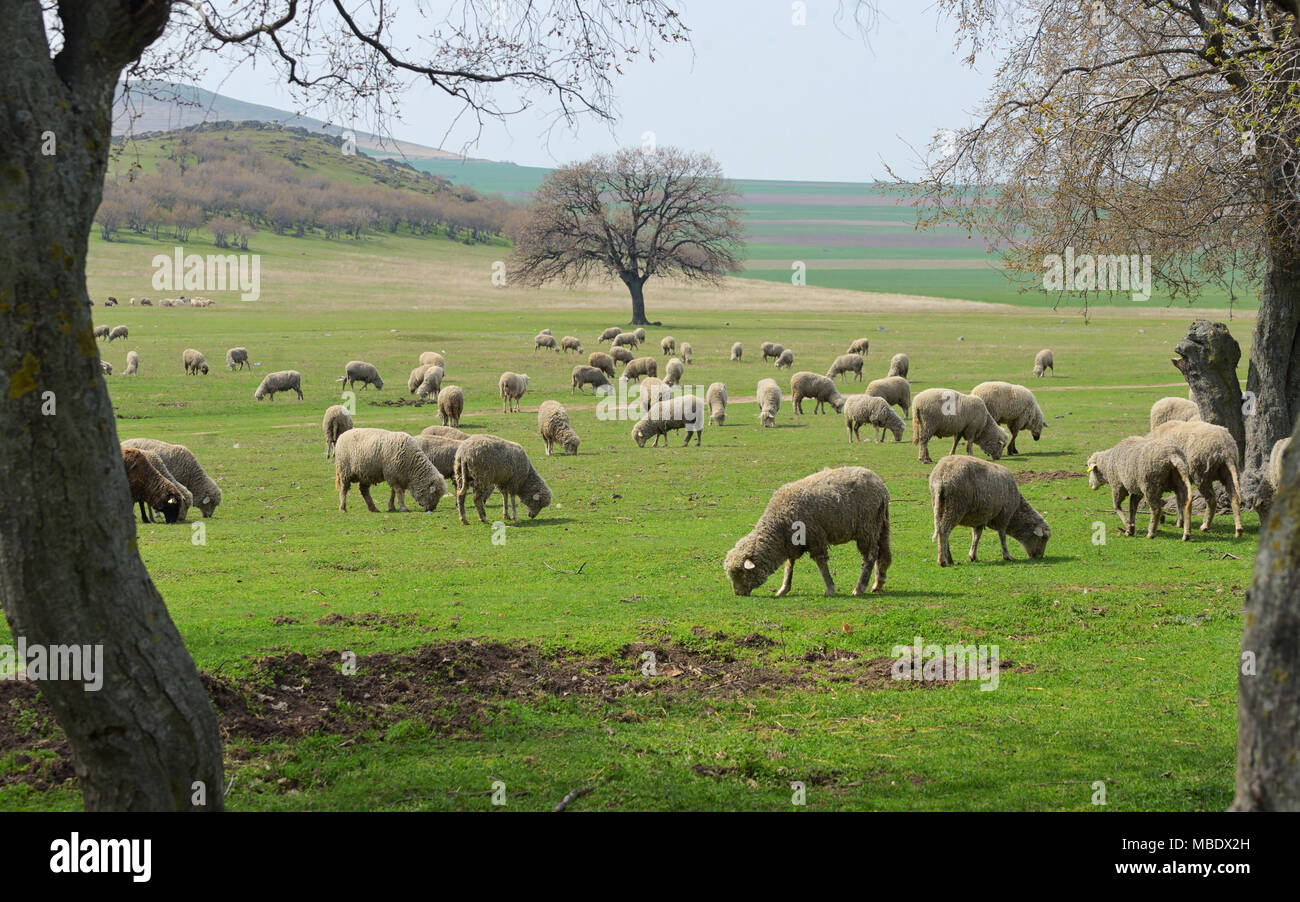 Flock of sheep in spring time Stock Photo - Alamy