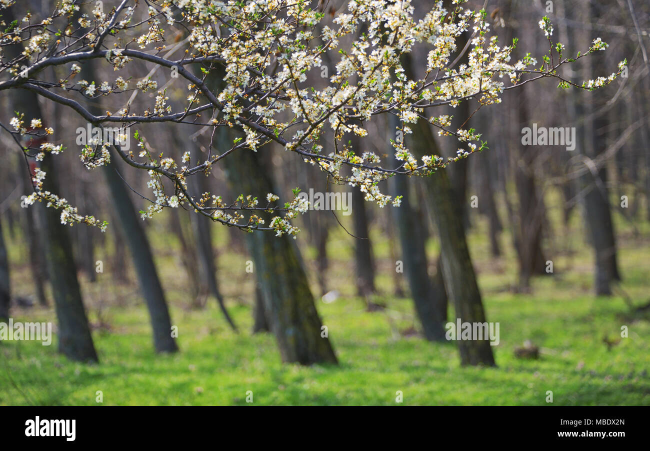 Closeup spring blossoming tree brunch in forest Stock Photo - Alamy