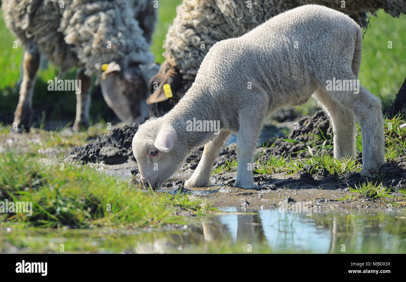 Sheep drinking water hi-res stock photography and images - Alamy