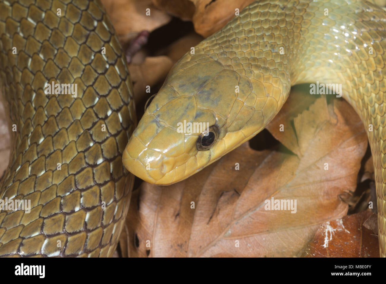 Frontal view of the head of an Aesculapian snake (Zamenis longissimus ...