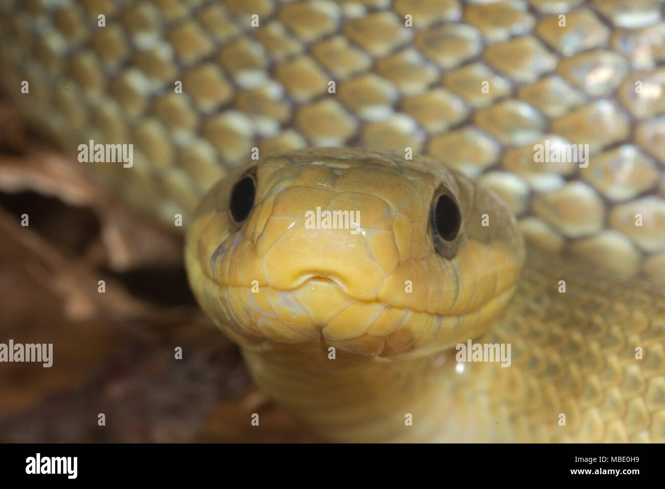 Snakes of italy hi-res stock photography and images - Alamy