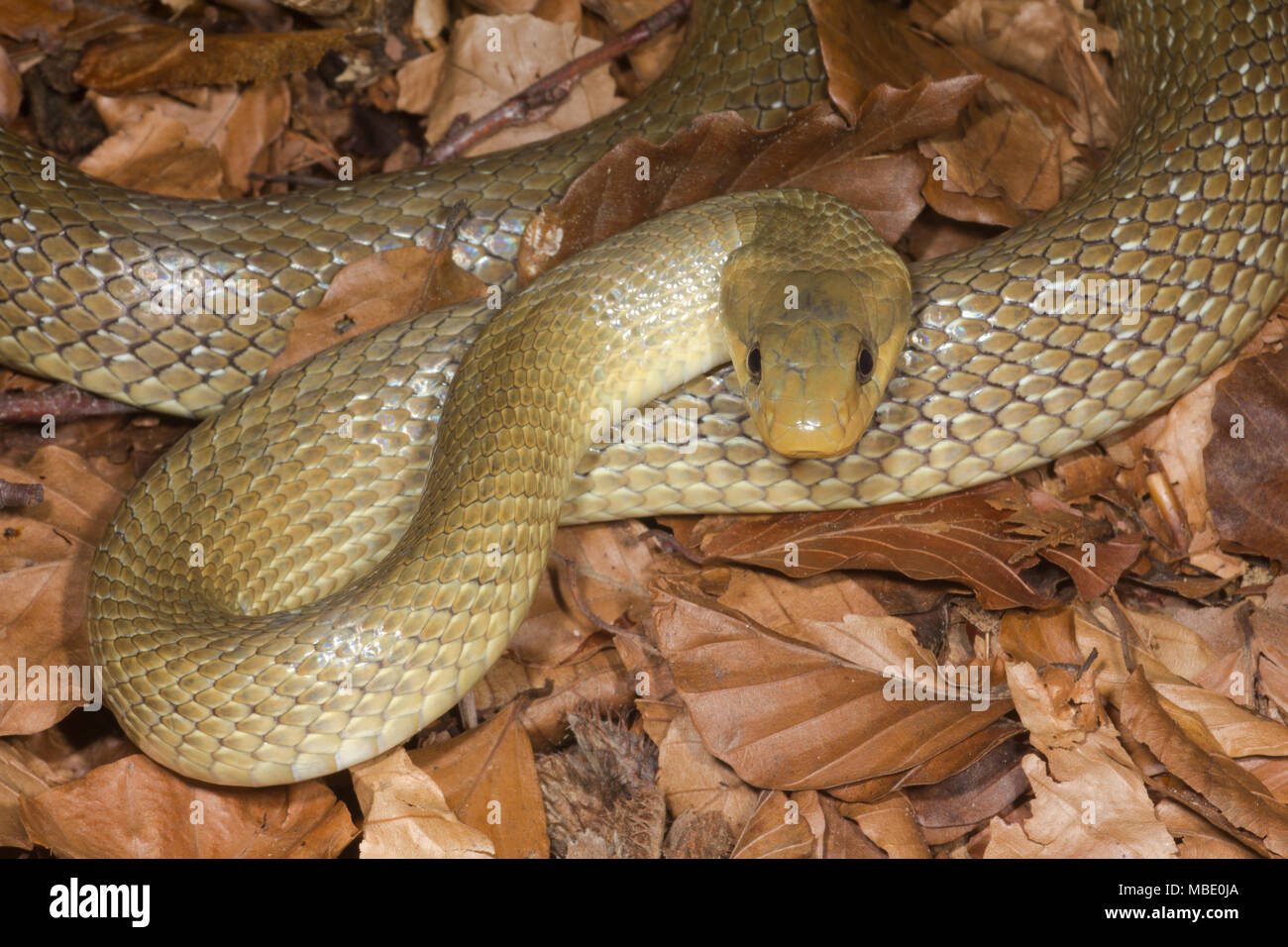 Frontal view of an Aesculapian snake (Zamenis longissimus) poised to ...