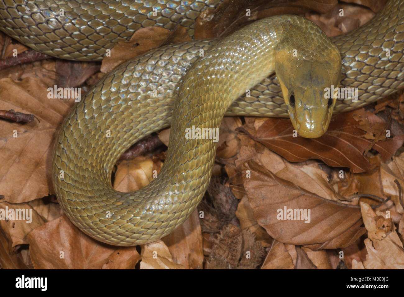 Venomous snakes of europe hi-res stock photography and images - Alamy