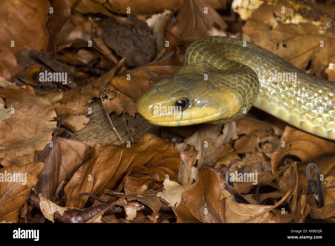Side view of an Aesculapian snake (Zamenis longissimus) poised to ...