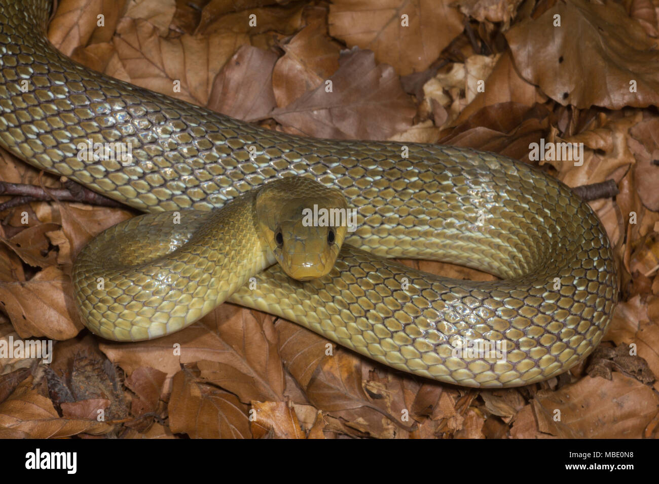 Frontal view of an Aesculapian snake (Zamenis longissimus) poised to ...
