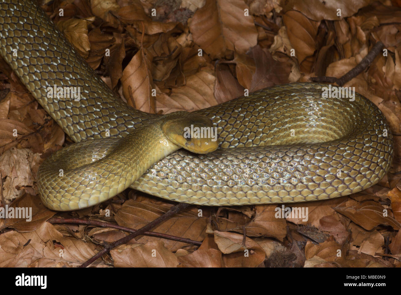 Aesculapian snake italy hi-res stock photography and images - Alamy