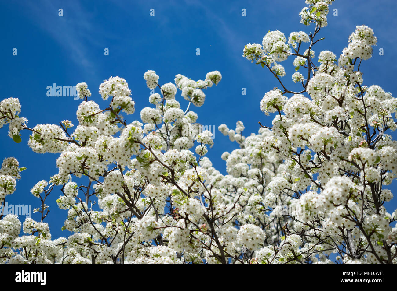 White flowering branches hi-res stock photography and images - Alamy