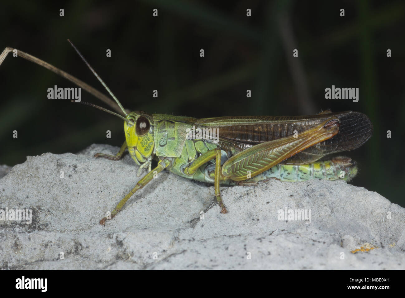 Caelifera hi-res stock photography and images - Alamy