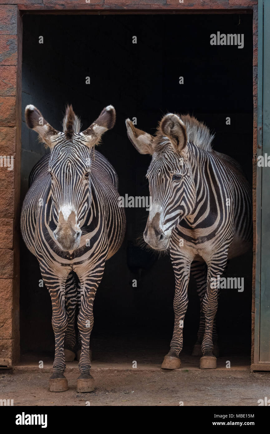 Imperial zebra foal wildlife nature hi-res stock photography and images ...