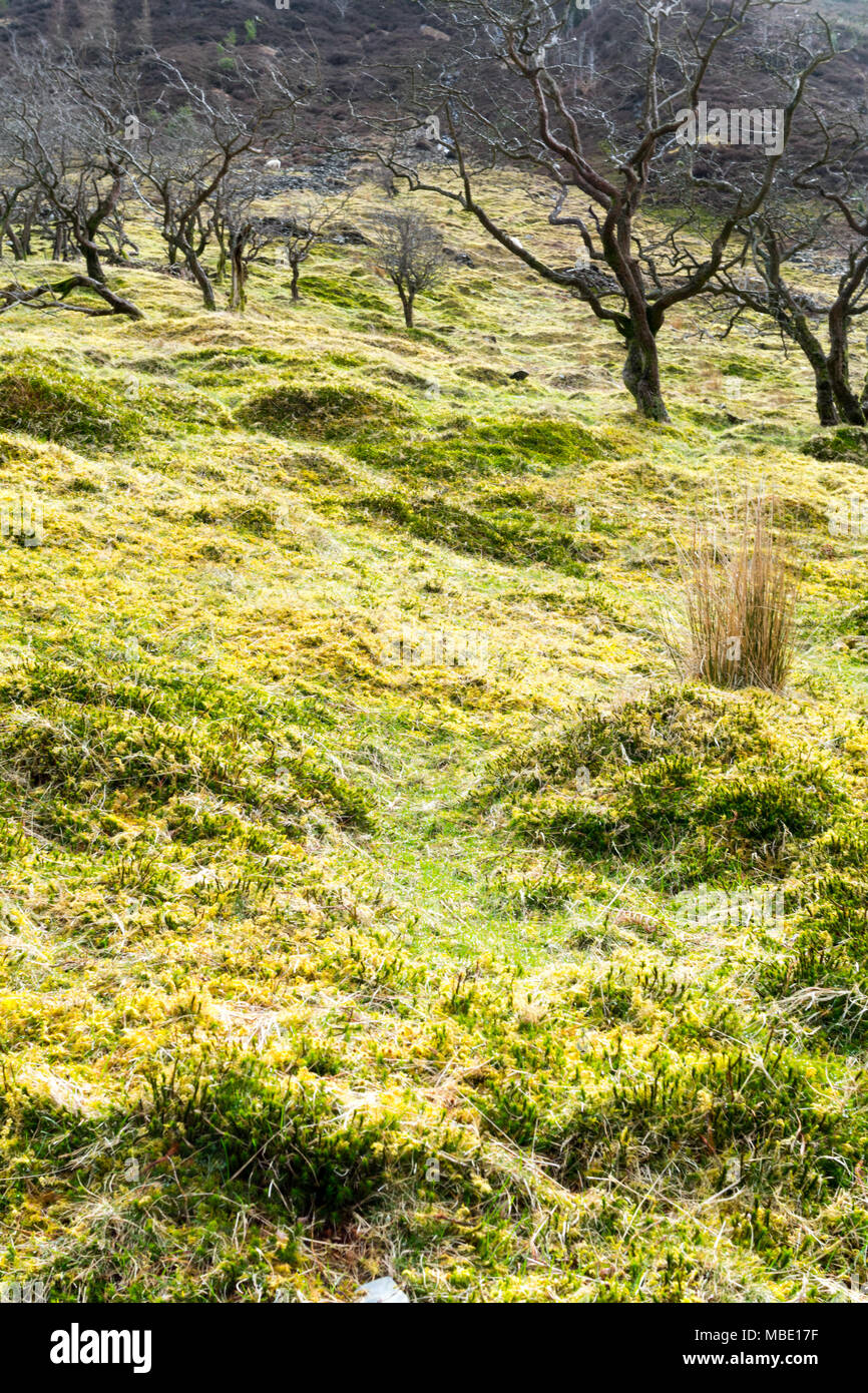 Beautiful emerald-green grassland on the hills near Lake Vyrnwy, Powys ...