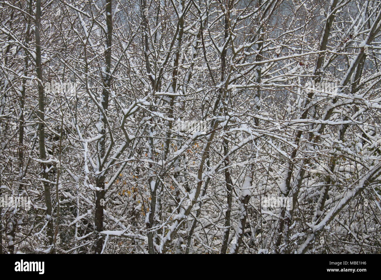 Snow covers trees, mountains, bushes and roads, creating a wonderful ...