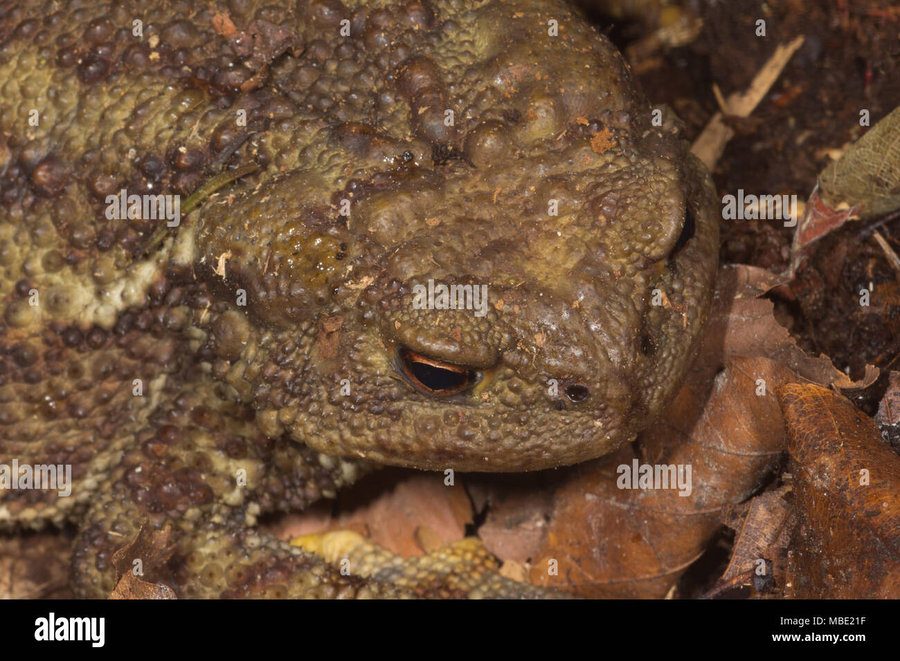 Brown coloured toad hi-res stock photography and images - Alamy
