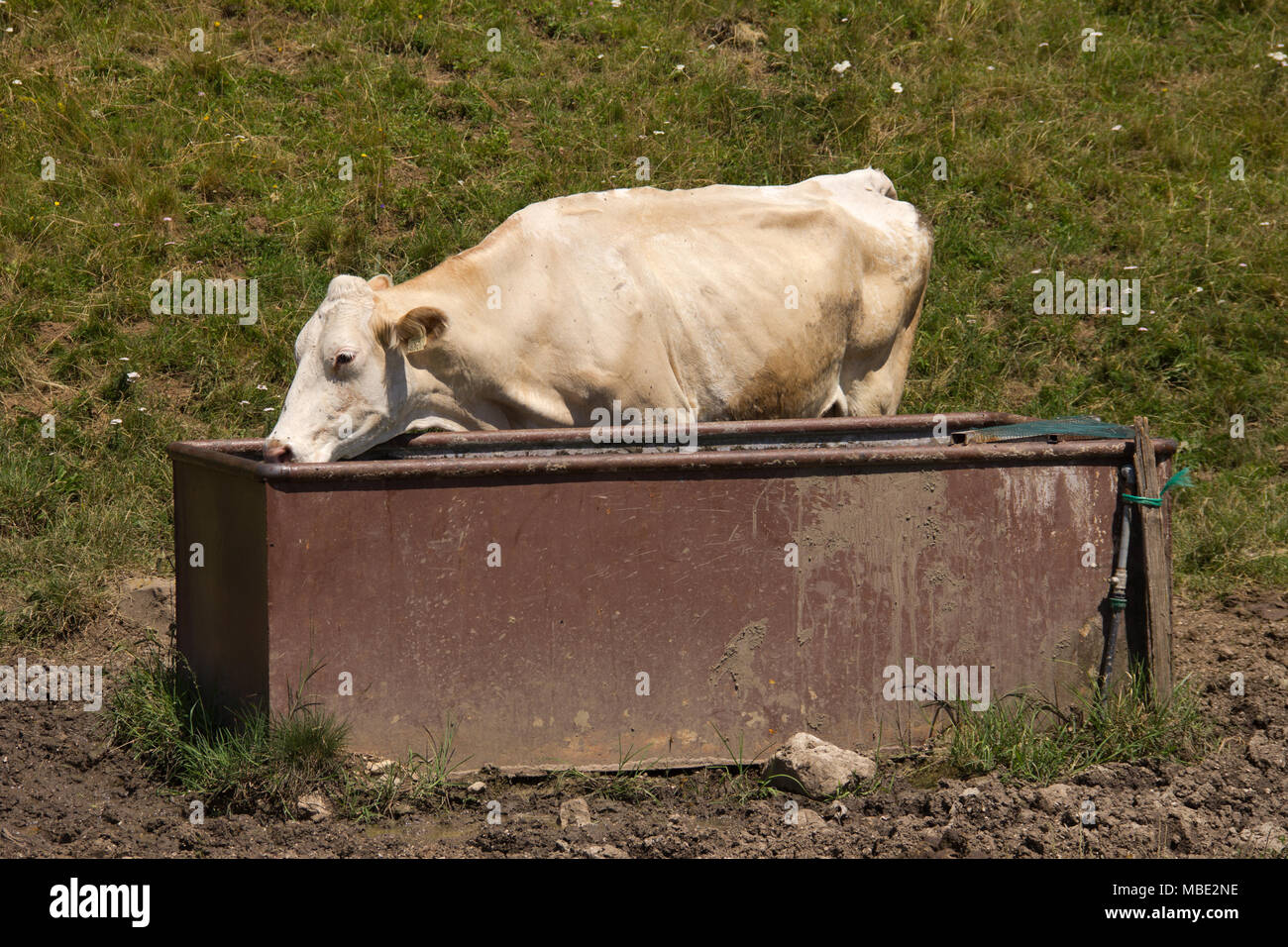Italian White Cow High Resolution Stock Photography and Images - Alamy