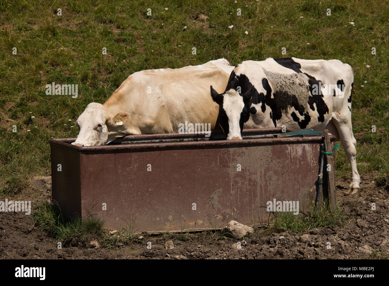 Starving Cows In Italy