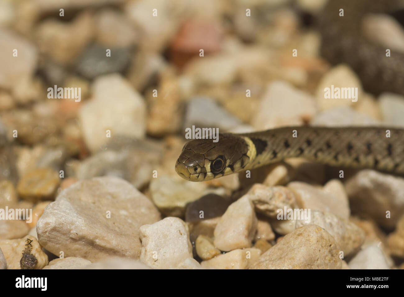 A juvenile Grass Snake (Natrix natrix) in Italy Stock Photo - Alamy