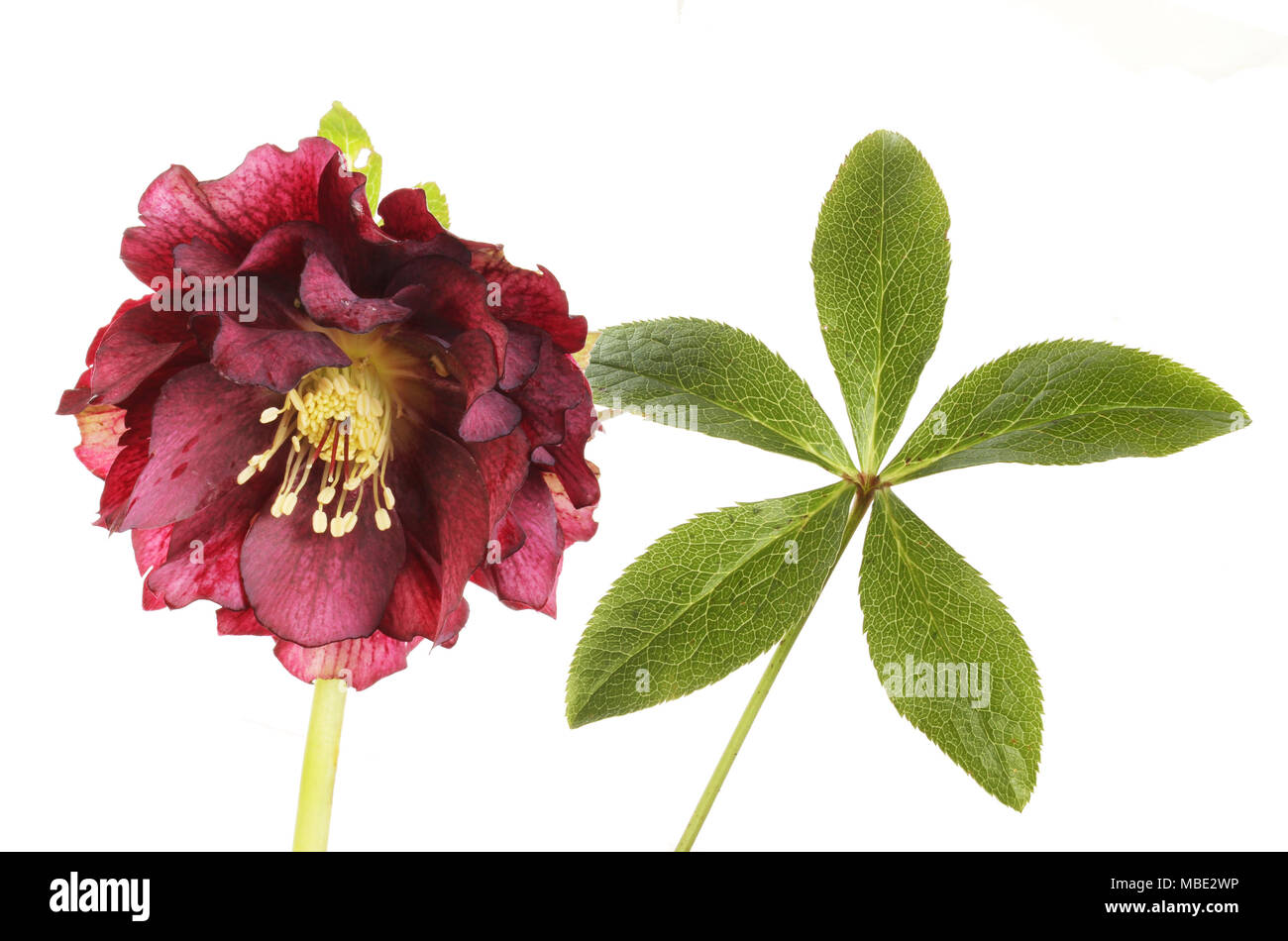 Dusky red helibore flower and leaf isolated against white Stock Photo ...