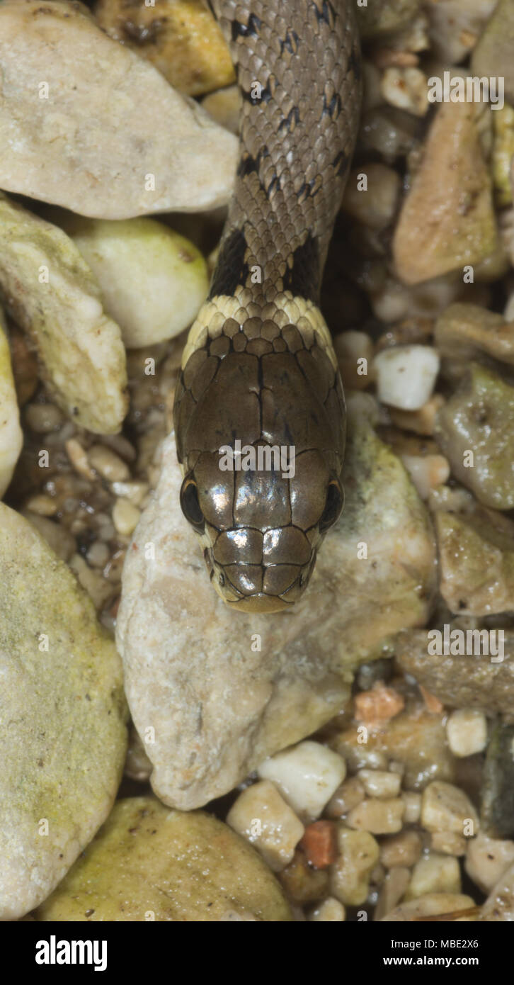 Overhead view of a juvenile Grass Snake (Natrix natrix) in Italy Stock ...