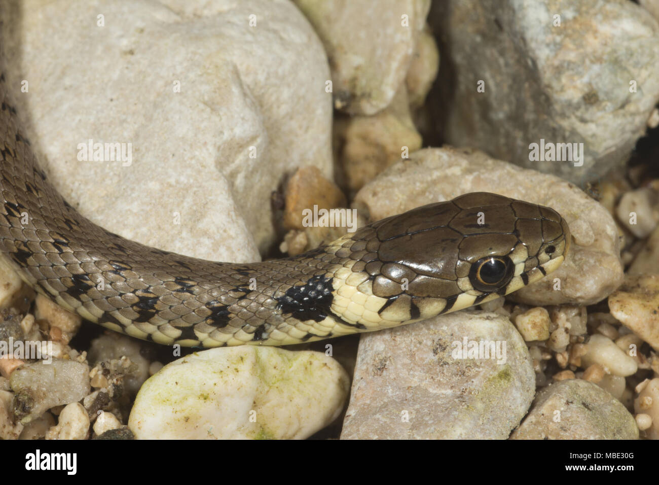 Front view of a juvenile Grass Snake (Natrix natrix) in Italy Stock ...