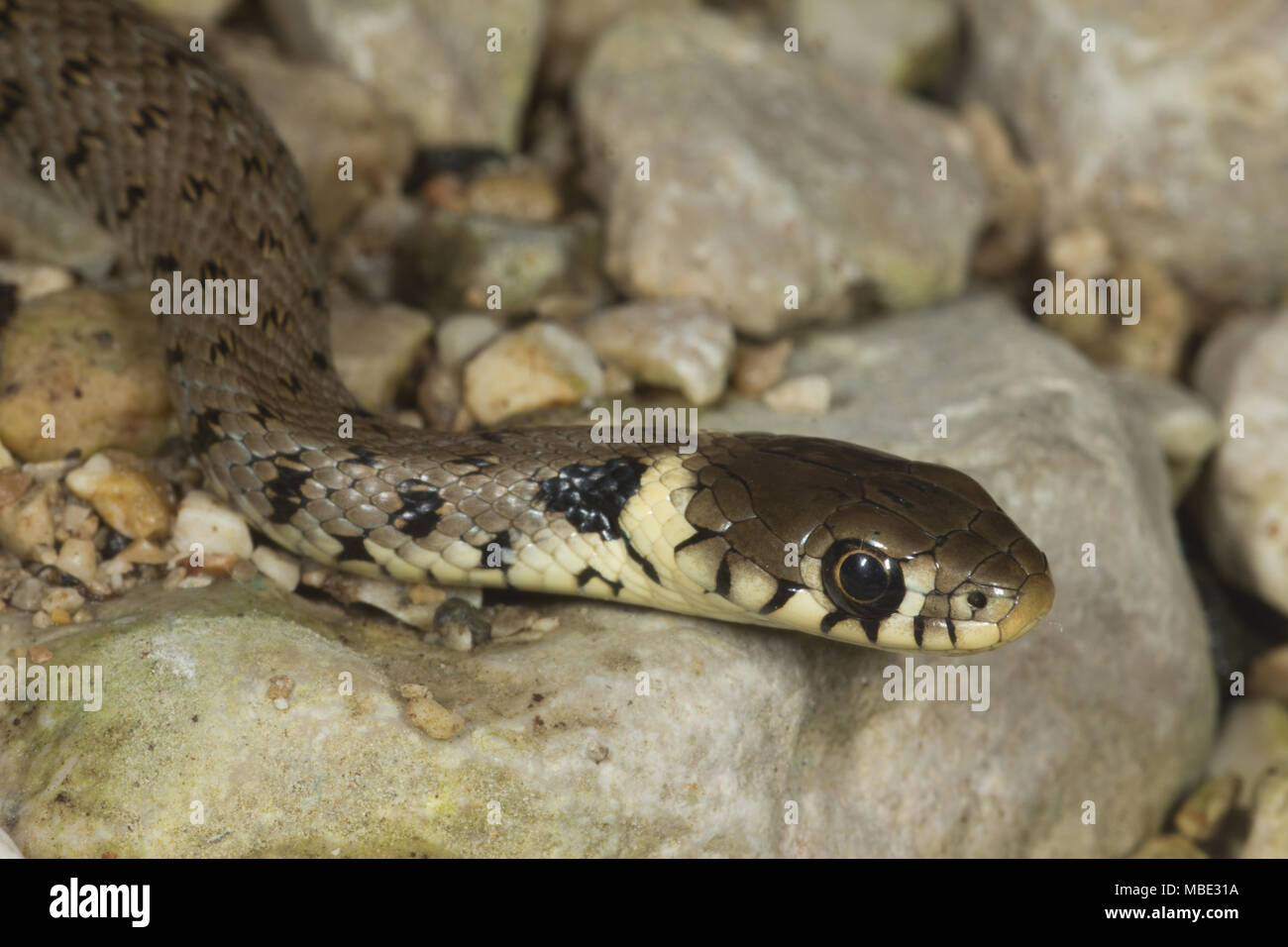 Baby grass snake hi-res stock photography and images - Alamy