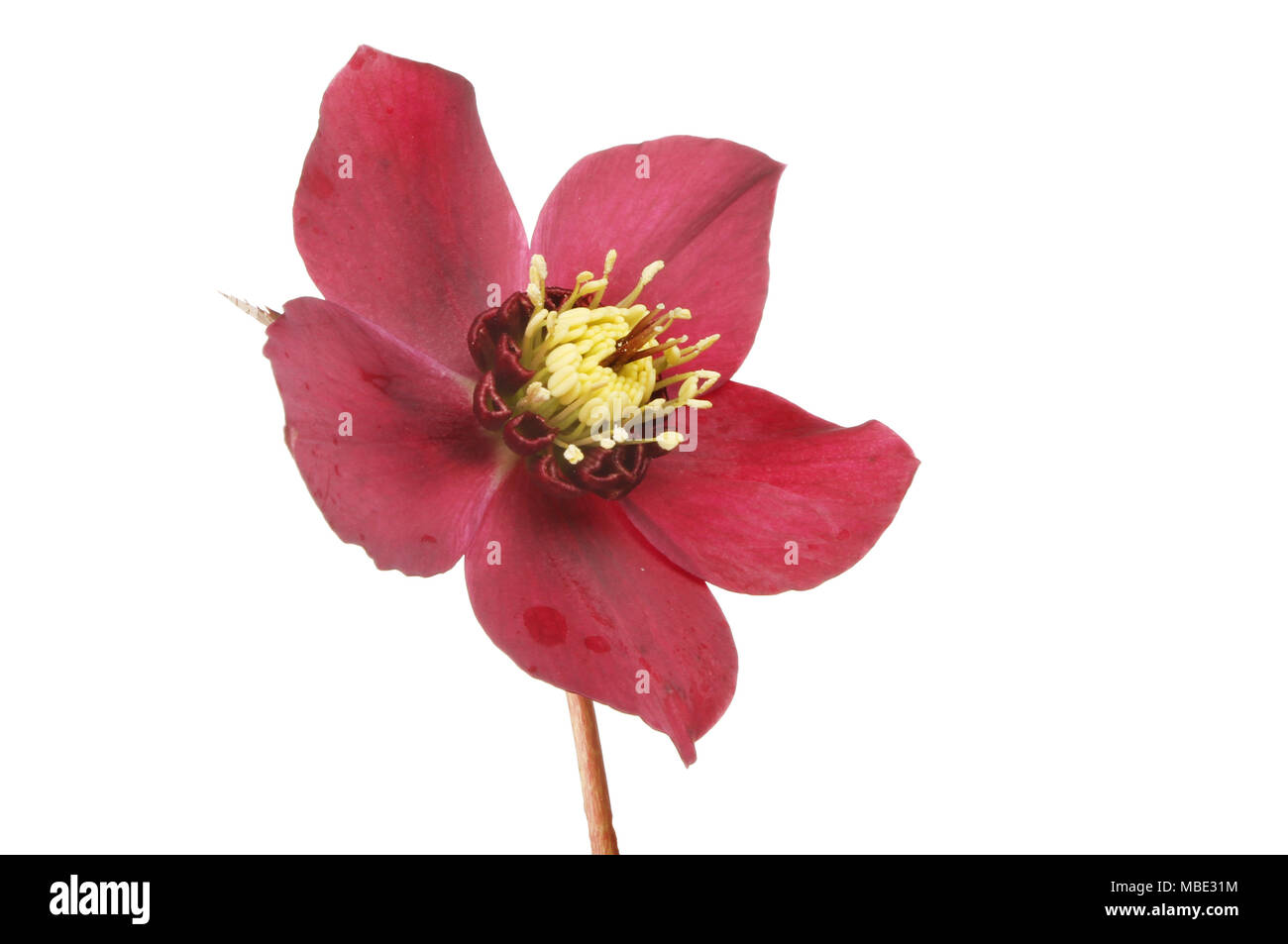 Single red hellebore flower isolated against white Stock Photo - Alamy