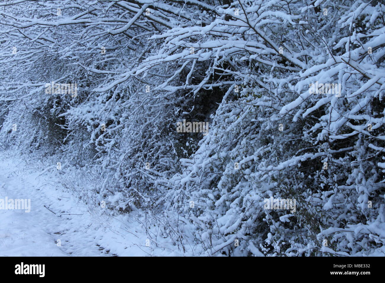 Snow covers trees, mountains, bushes and roads, creating a wonderful ...