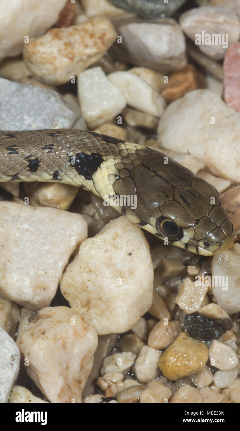 Overhead view of a juvenile Grass Snake (Natrix natrix) in Italy Stock ...
