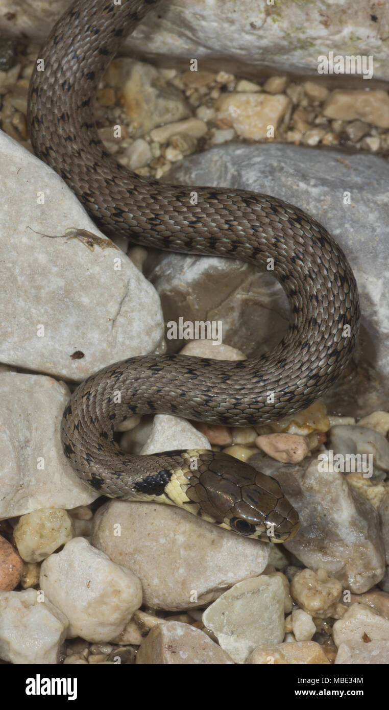 Overhead view of a juvenile Grass Snake (Natrix natrix) in Italy Stock ...