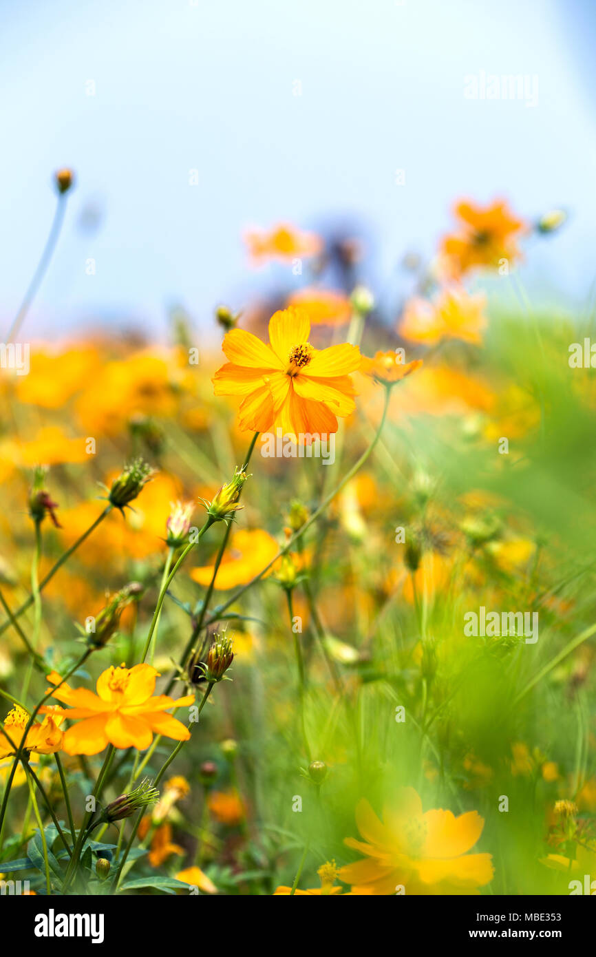 Beautiful gesang flower hi-res stock photography and images - Alamy