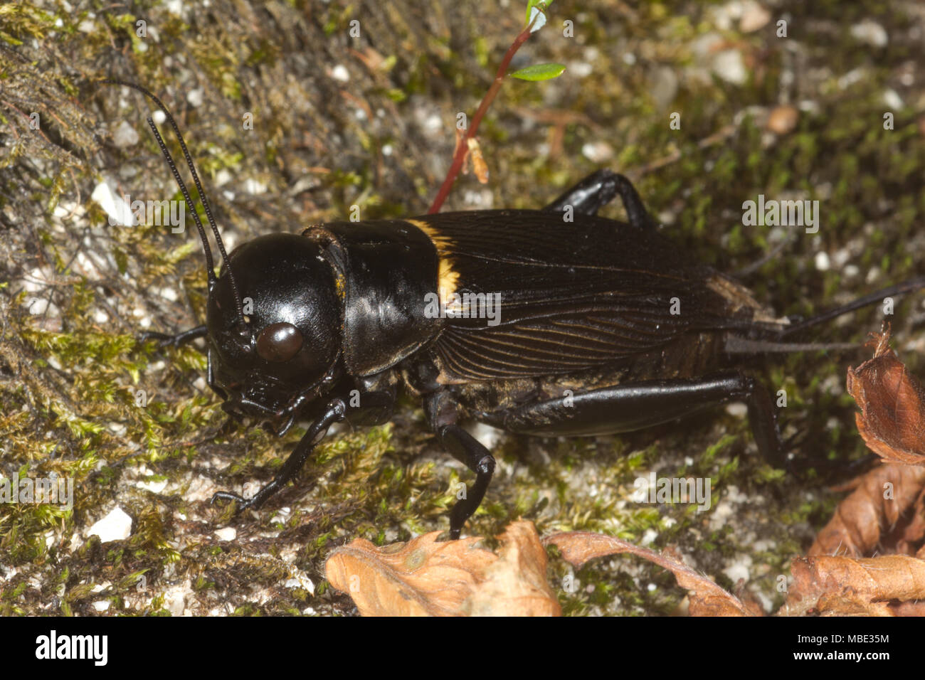 An adult female Field Cricket (Gryllus campestris) on a rock in Italy ...