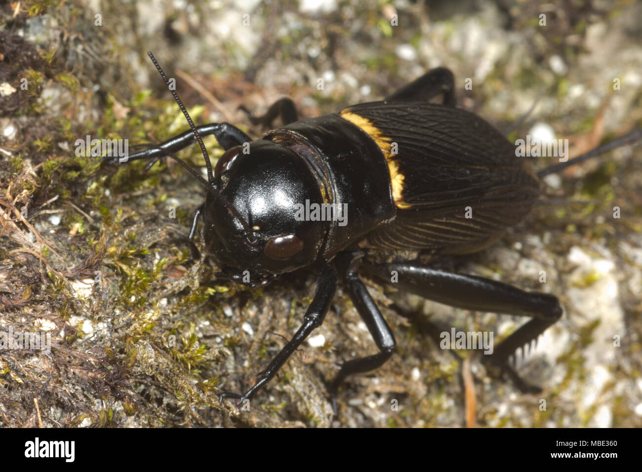 Creepy insect hi-res stock photography and images - Alamy