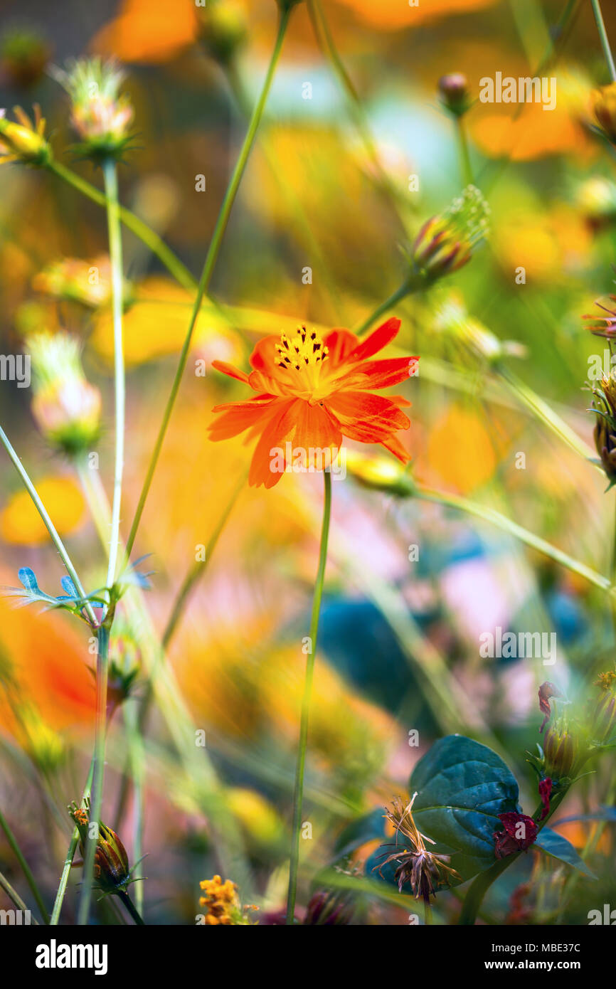 Beautiful Gesang Flowers High Resolution Stock Photography and Images ...
