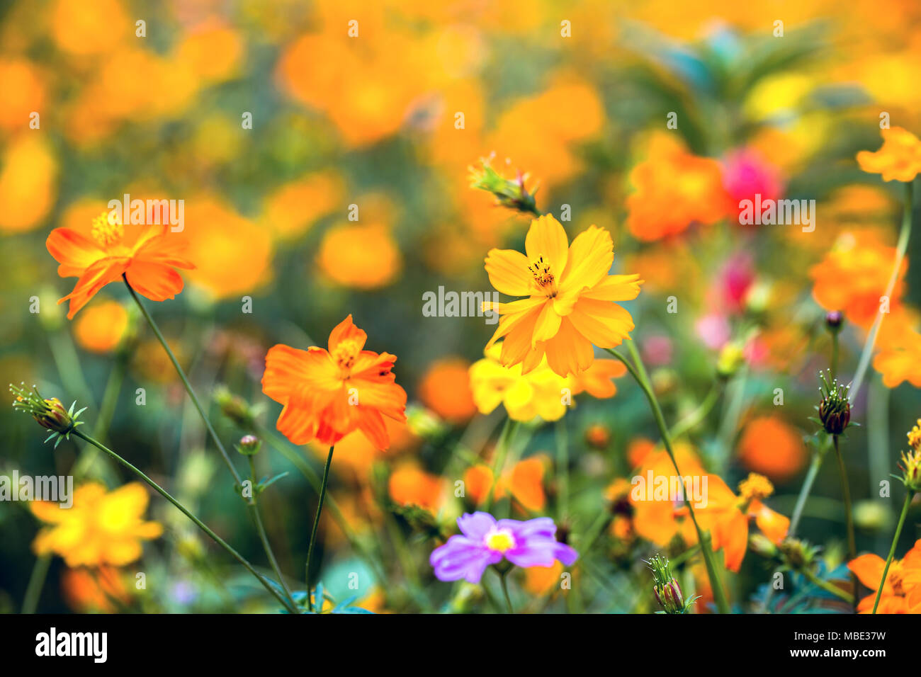 Beautiful gesang flowers hi-res stock photography and images - Alamy