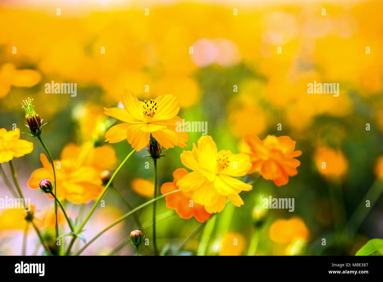 Gesang hi-res stock photography and images - Alamy