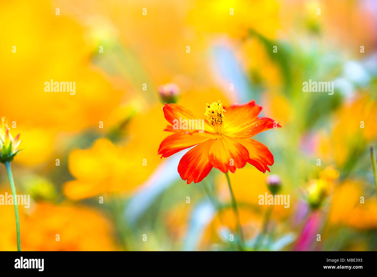 Beautiful Gesang Flowers High Resolution Stock Photography and Images ...