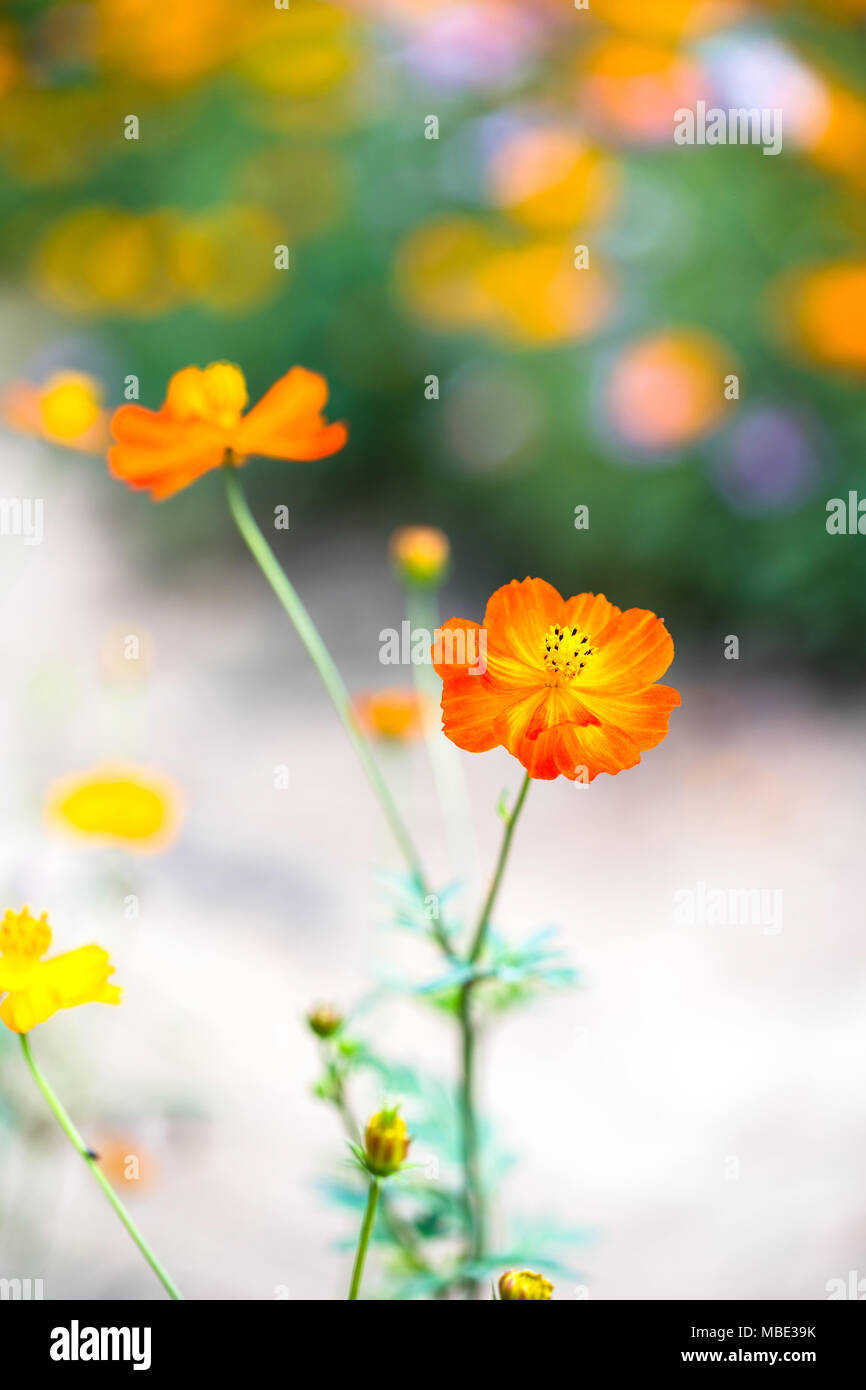 Gesang flowers hi-res stock photography and images - Alamy