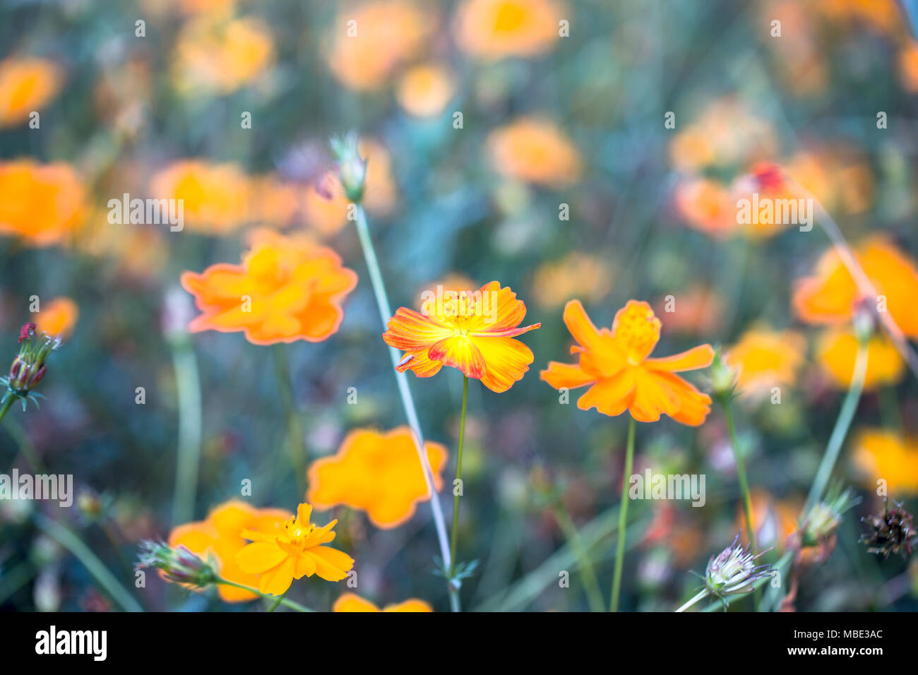 Beautiful Gesang Flowers High Resolution Stock Photography and Images ...