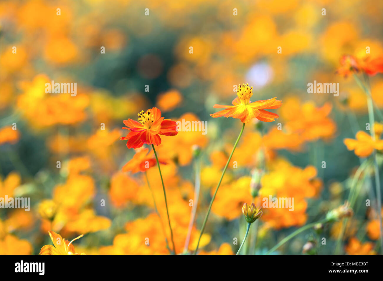 Beautiful Gesang Flowers High Resolution Stock Photography and Images ...