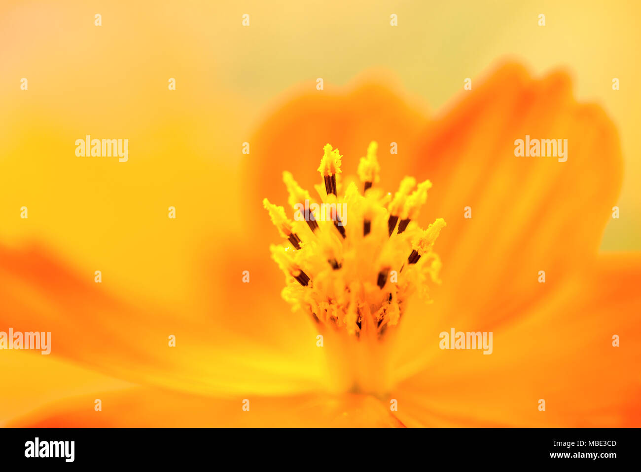 Gesang flowers hi-res stock photography and images - Alamy