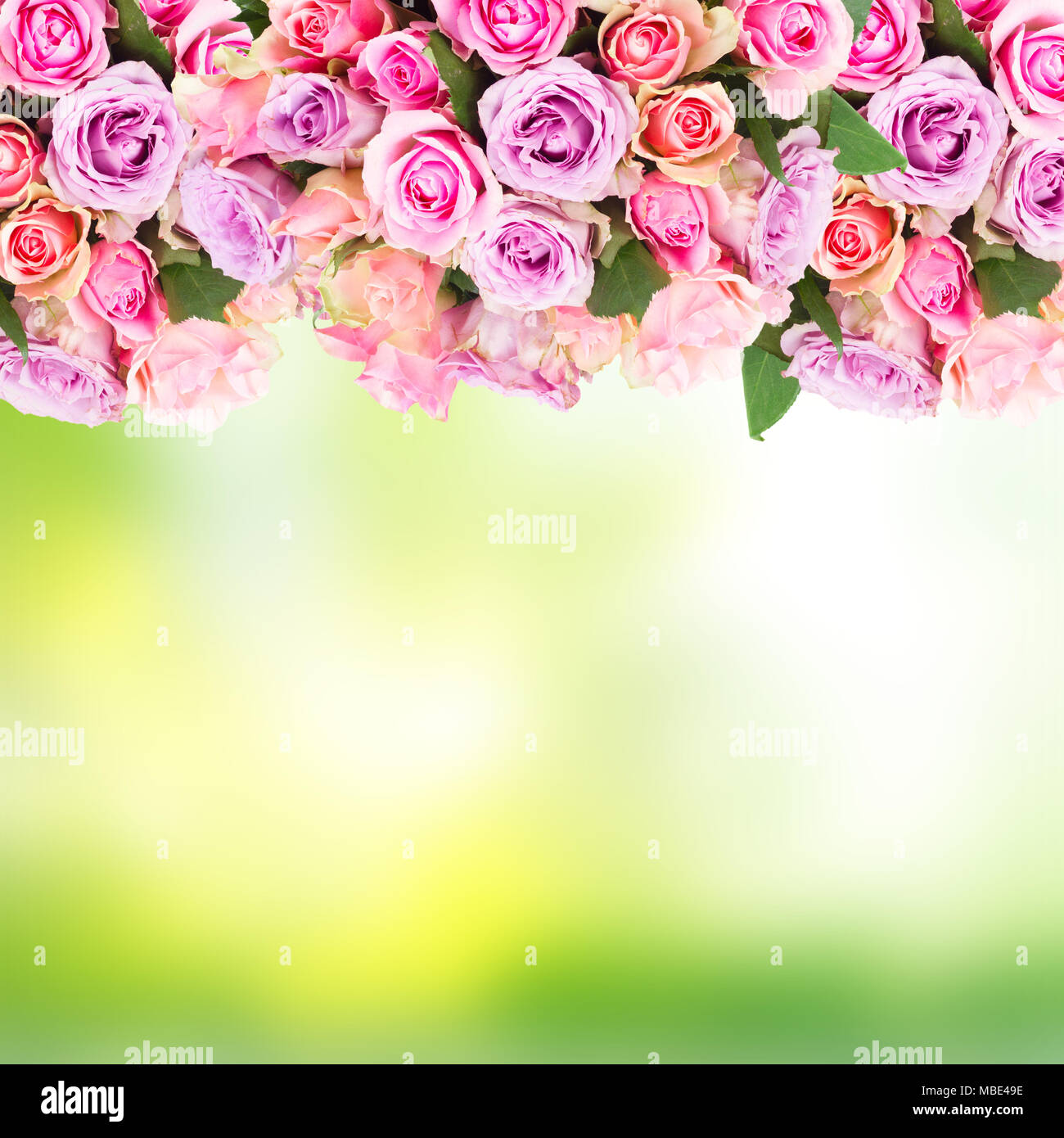 pink and violet fresh roses border on green garden background Stock ...