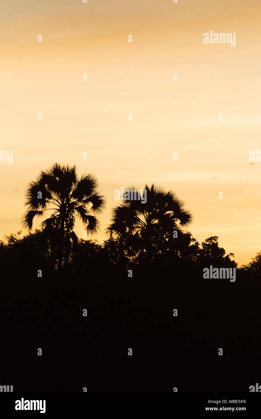 Silhouetted trees at dusk by the banks of the Zambezi River at Victoria ...