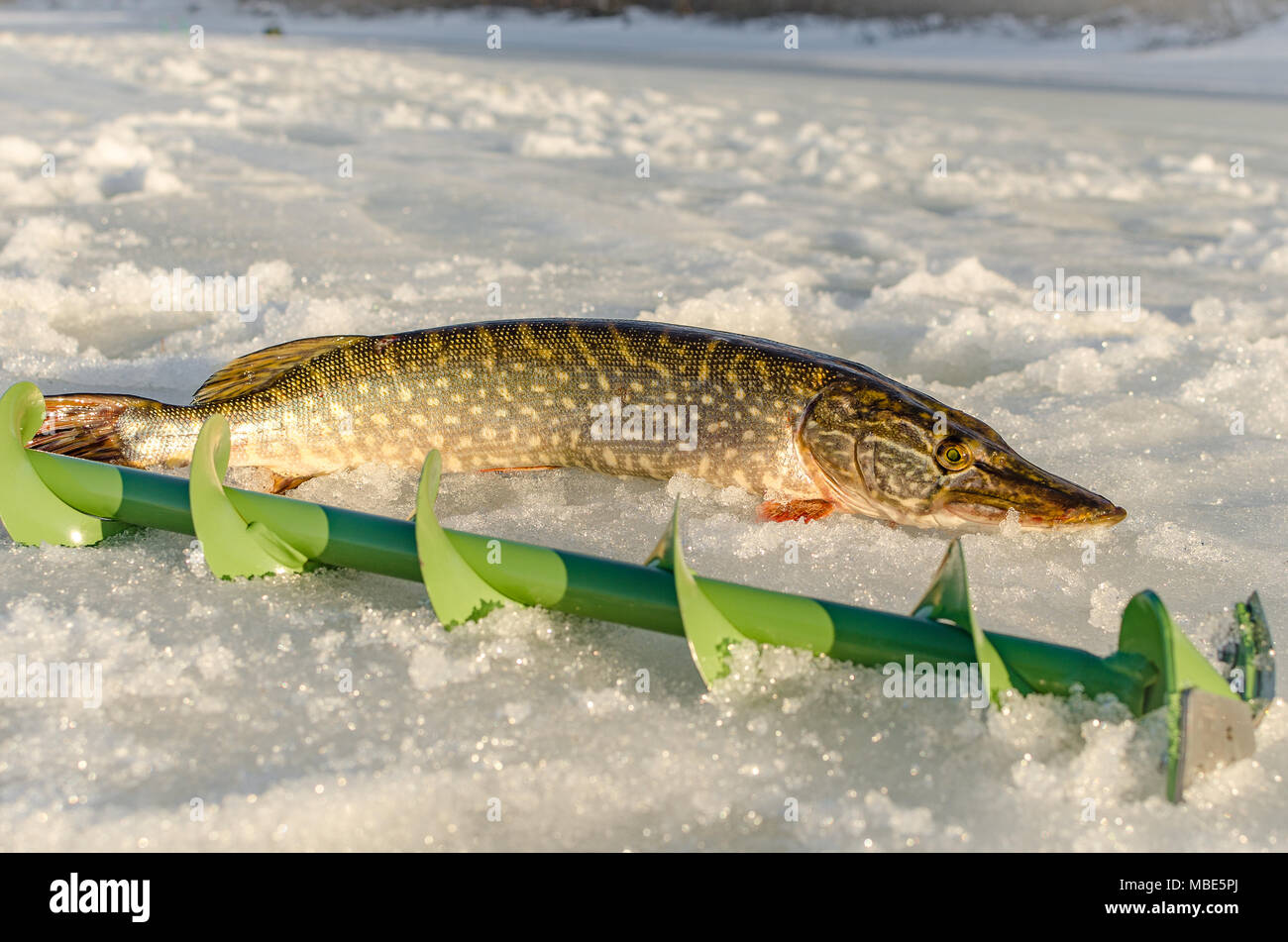 Winter fishing from the ice Stock Photo - Alamy