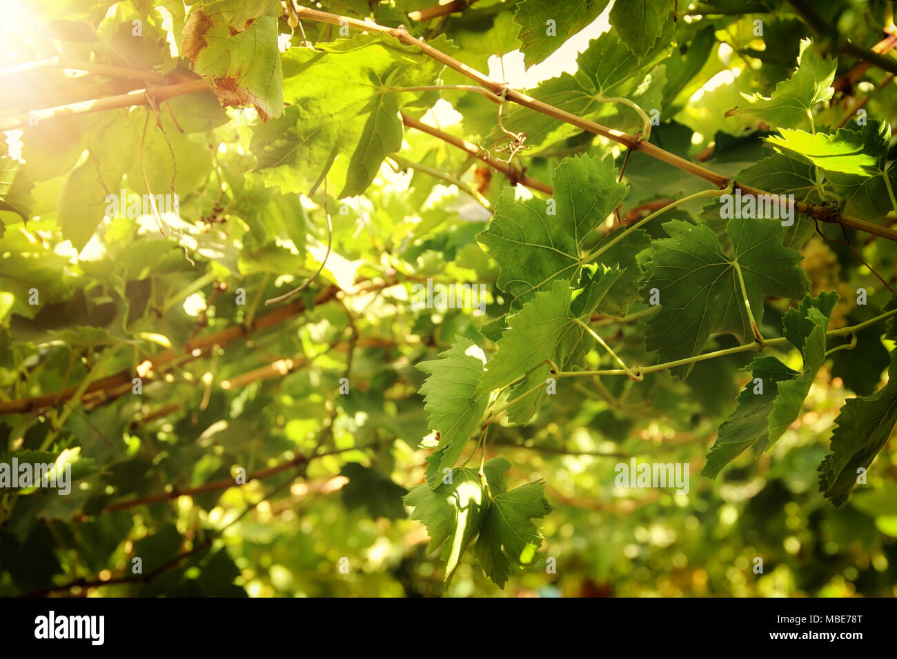 Vineyard landscape with ripe grapes at sun light Stock Photo - Alamy