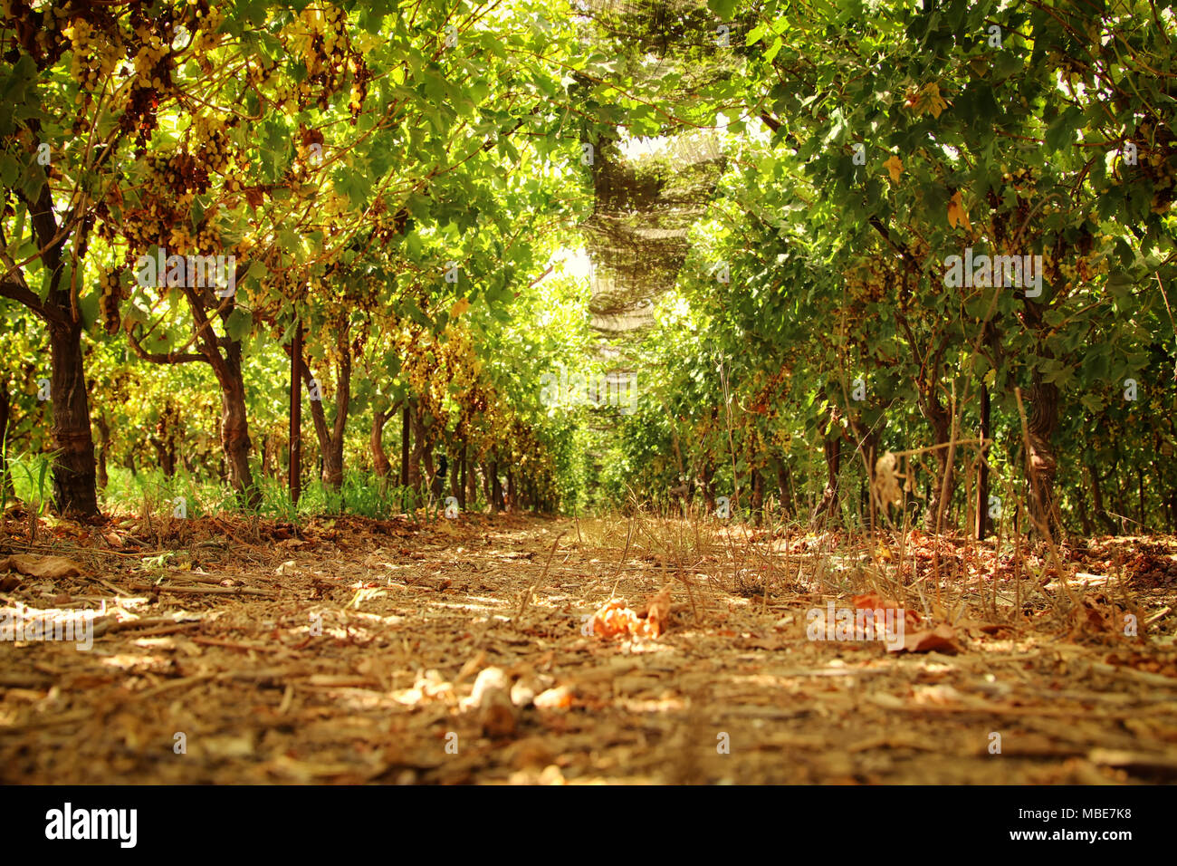 Vineyard landscape with ripe grapes at sun light Stock Photo - Alamy